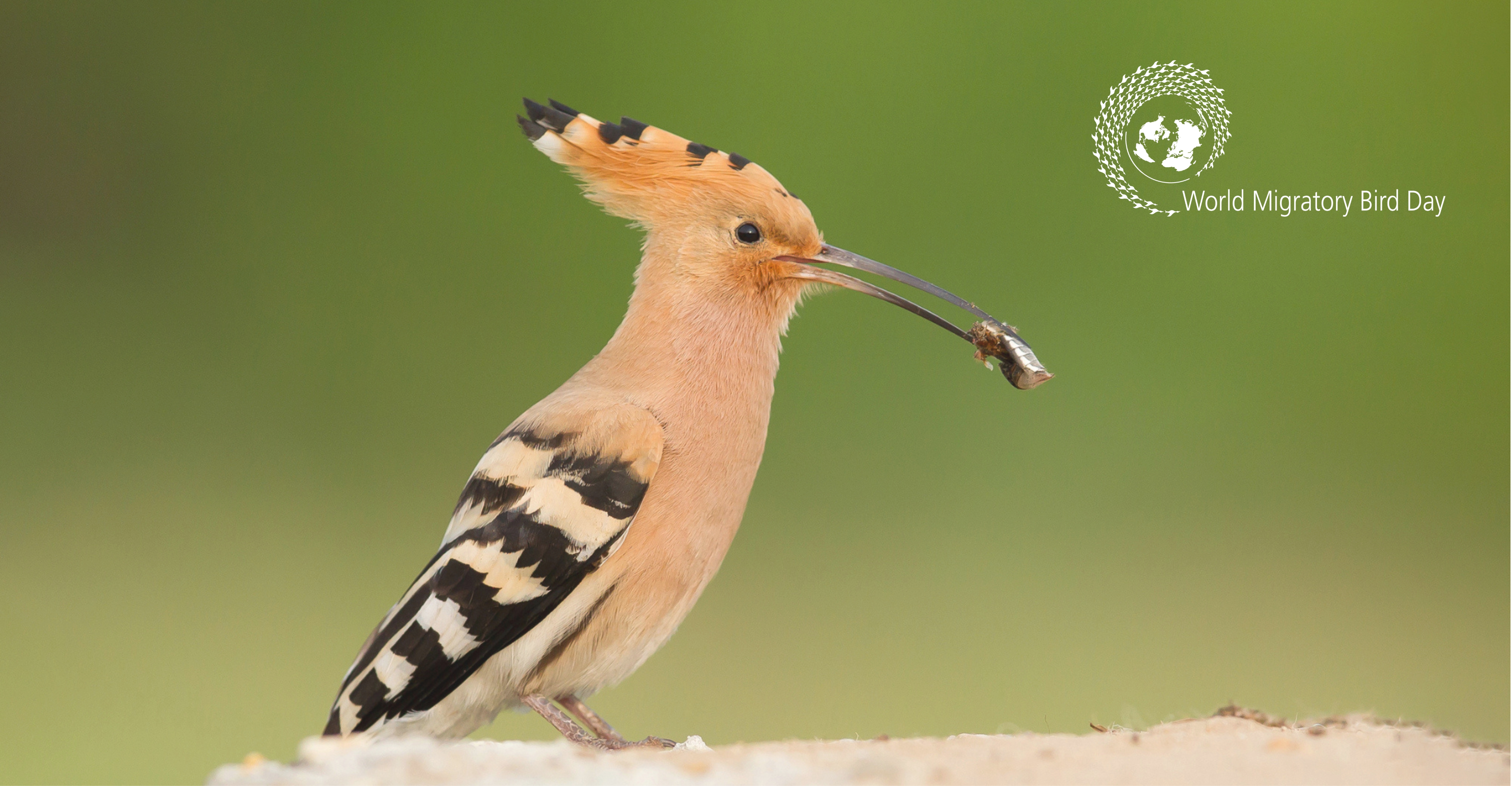 UN Report: Insect Population Decline Threatens Migratory Birds ...